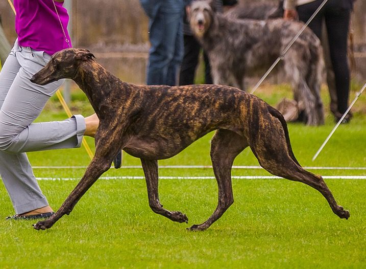 Greyhound - The Breed Archive