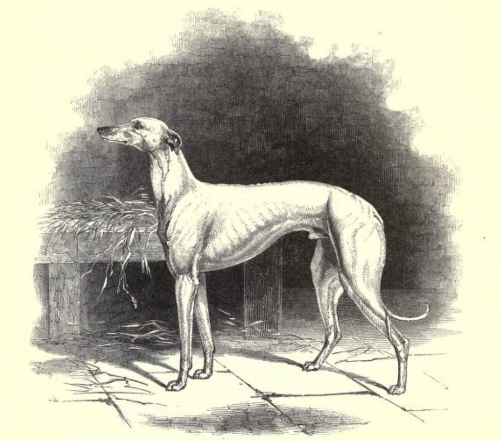 Greyhound - The Breed Archive