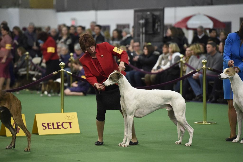 Greyhound - The Breed Archive