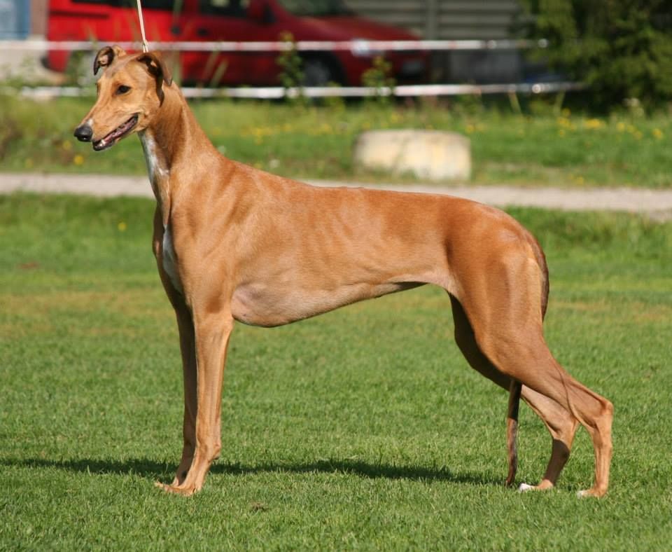 Greyhound - The Breed Archive
