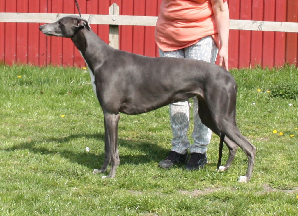 Greyhound - The Breed Archive