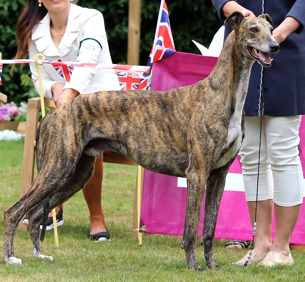 Greyhound - The Breed Archive
