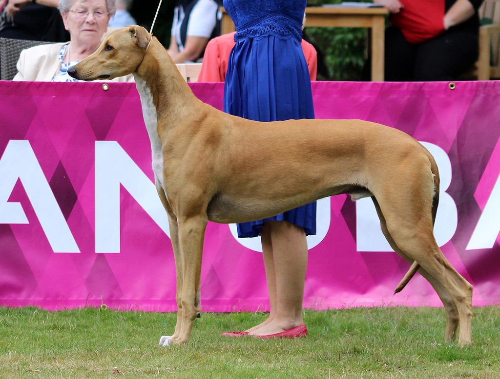 Greyhound - The Breed Archive