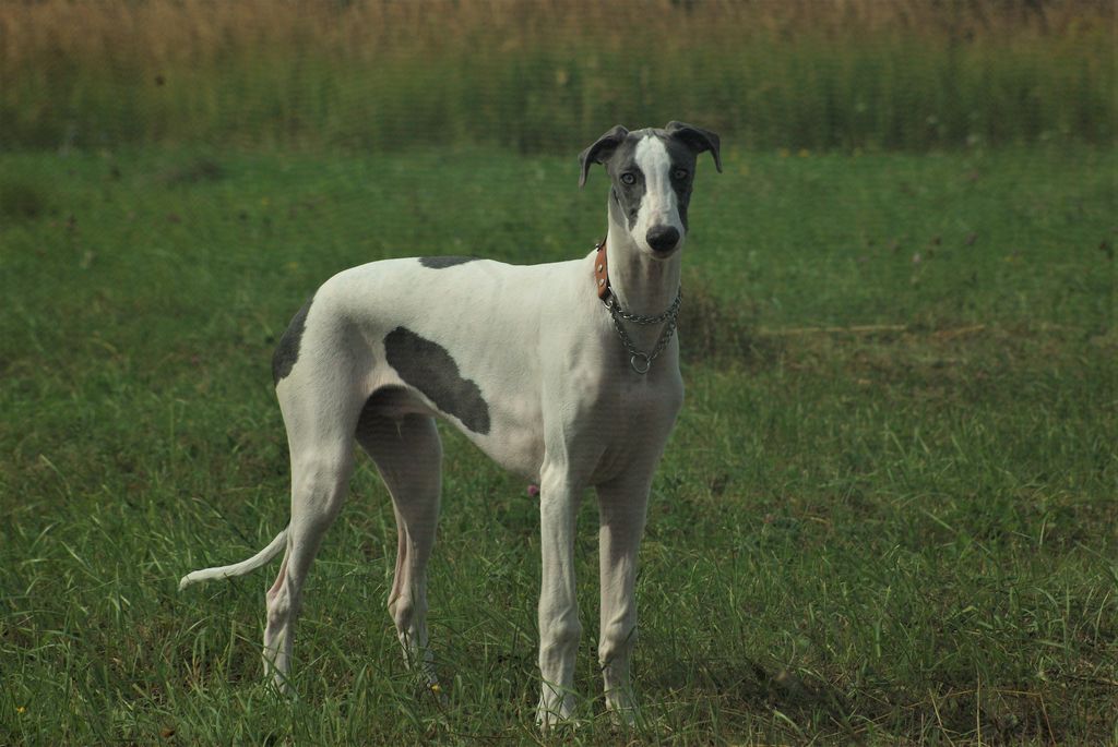 Greyhound - The Breed Archive