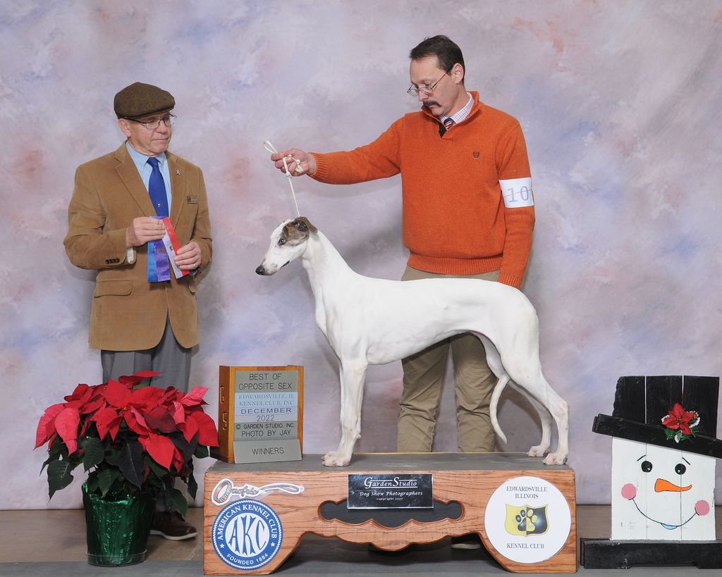 Greyhound - The Breed Archive
